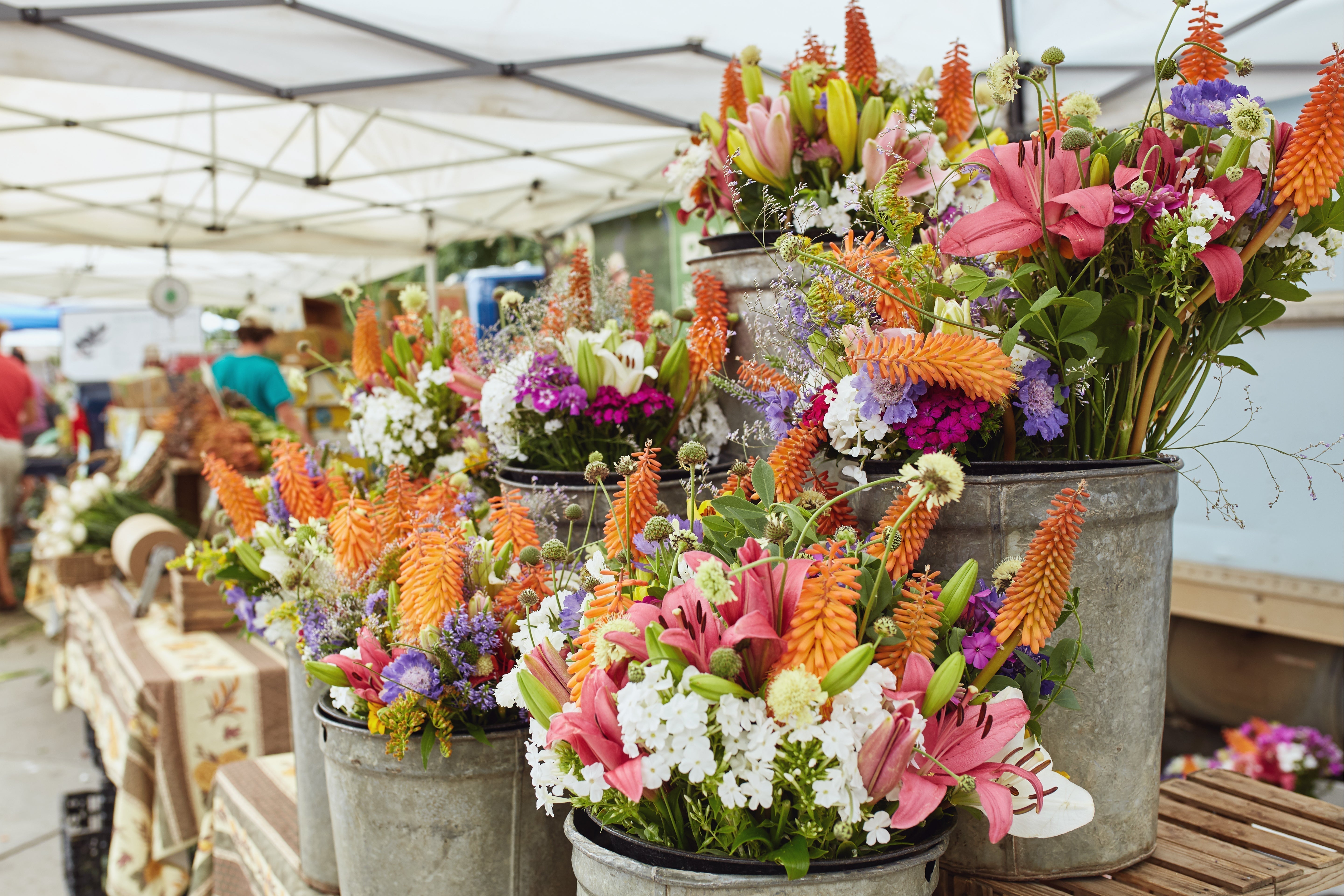 Monthly Flower Calendar—Top Seasonal Blooms from Jan to Dec ...