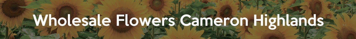 Wholesale Flowers Cameron Highlands | Malaysia Flower Supplier
