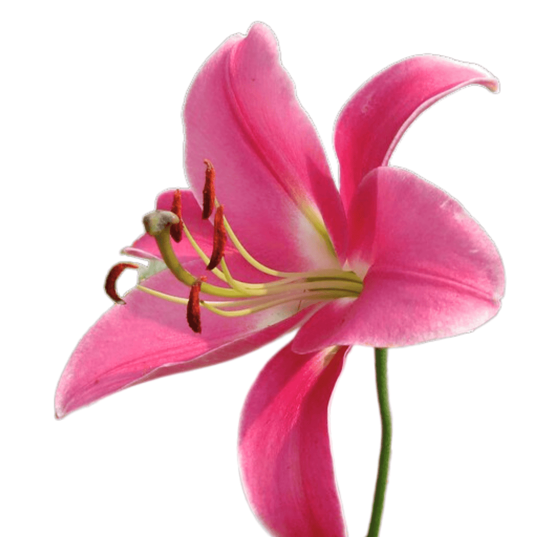 Buy Fresh Cut Lilies Flower Bouquets in Malaysia | Floristika