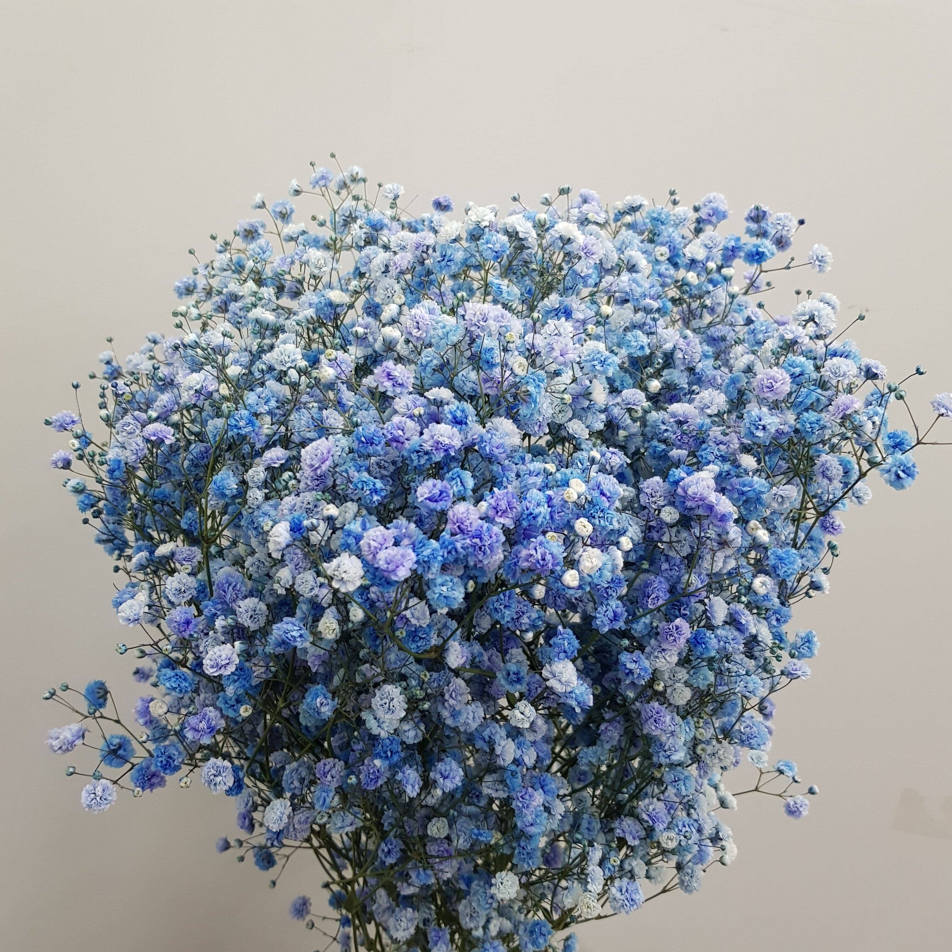 Shop at Floristika.com.my | Ocean Blue Dried Baby's Breath