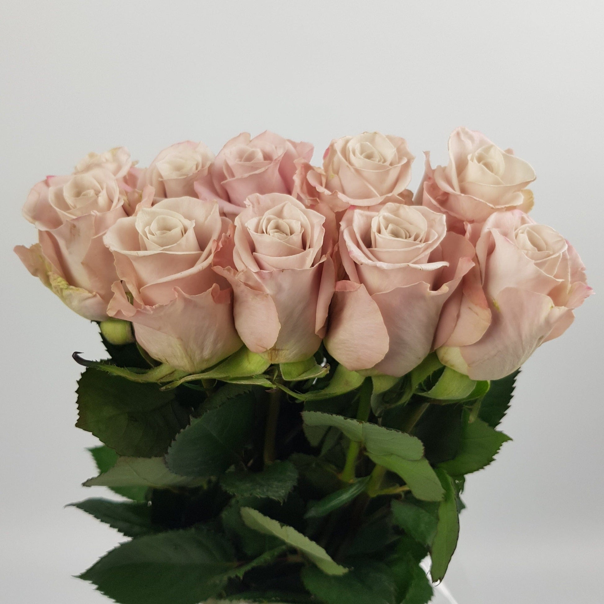 [Full Bloom] Rose - Menta Grey Pink (10 Stems) – Floristika.com.my