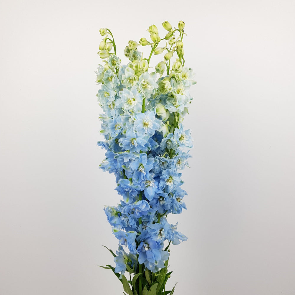 Delphinium Belladonna | Buy Fresh Cut Flowers