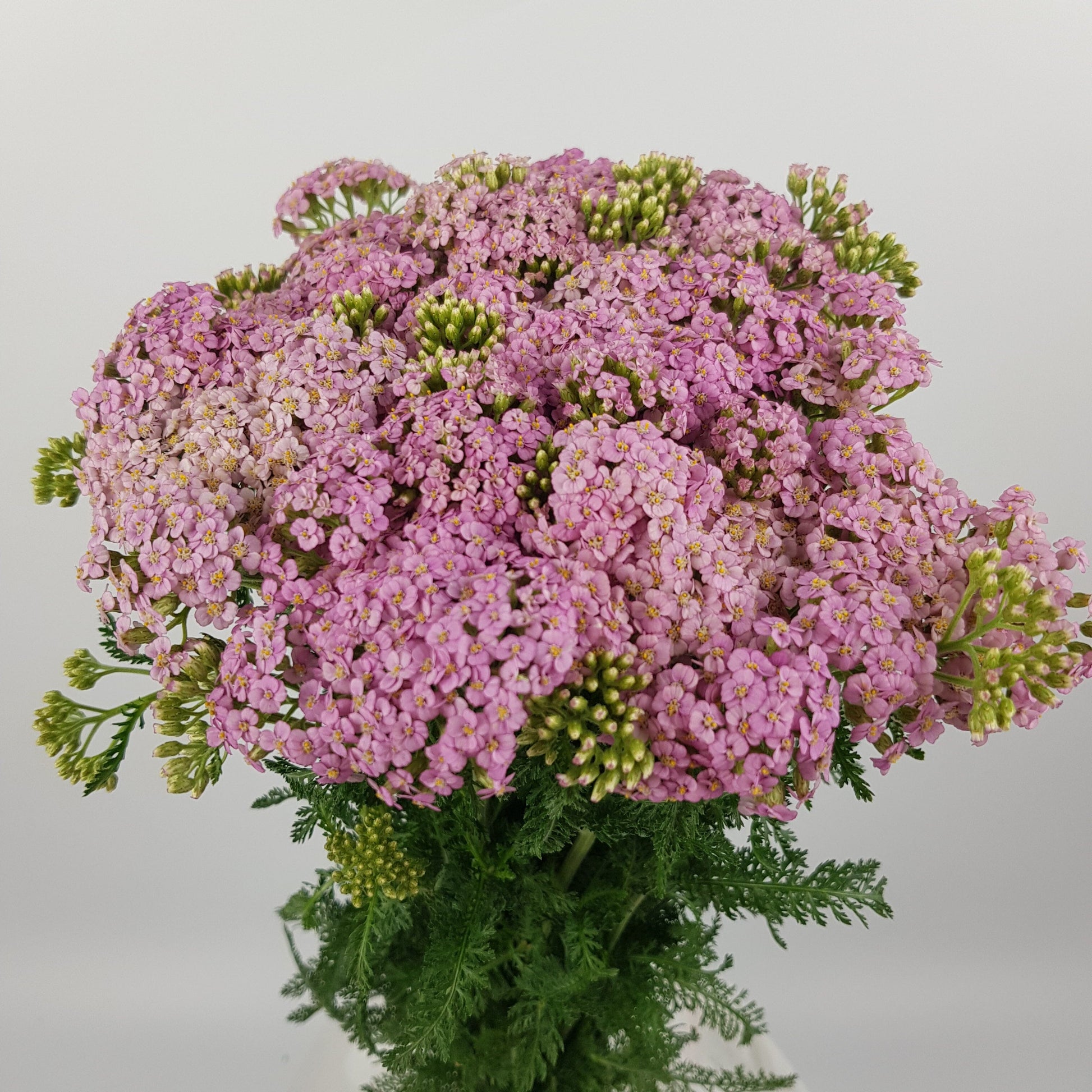 Achillea - Light Pink – Floristika.com.my