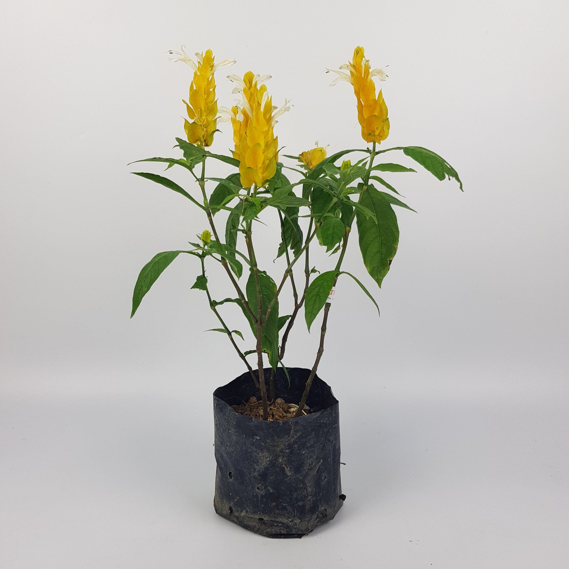Pachystachys Lutea (8" x 8") – Floristika.com.my