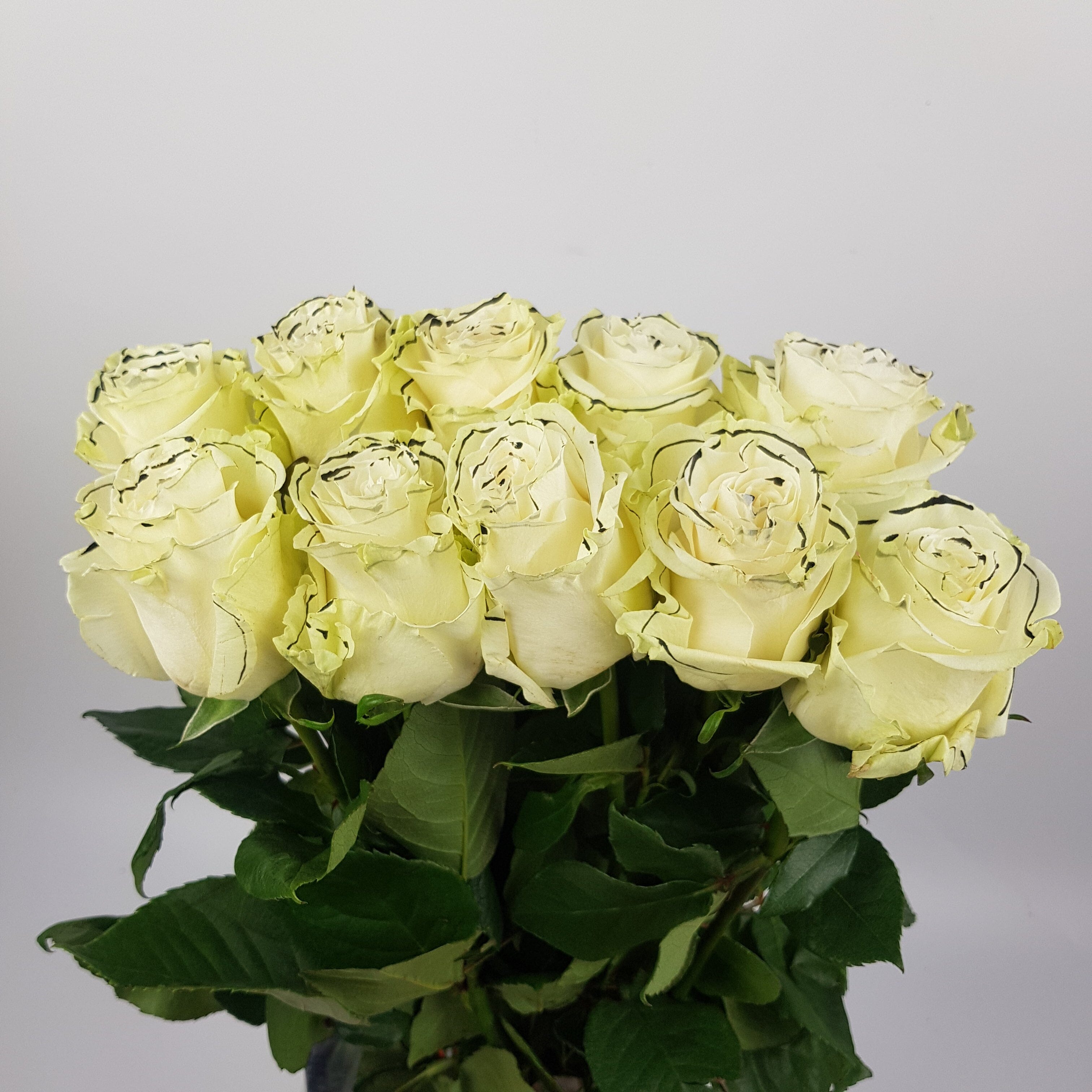 Rose Tinted 50cm - Black Outer Line (10 Stems) – Floristika.com.my