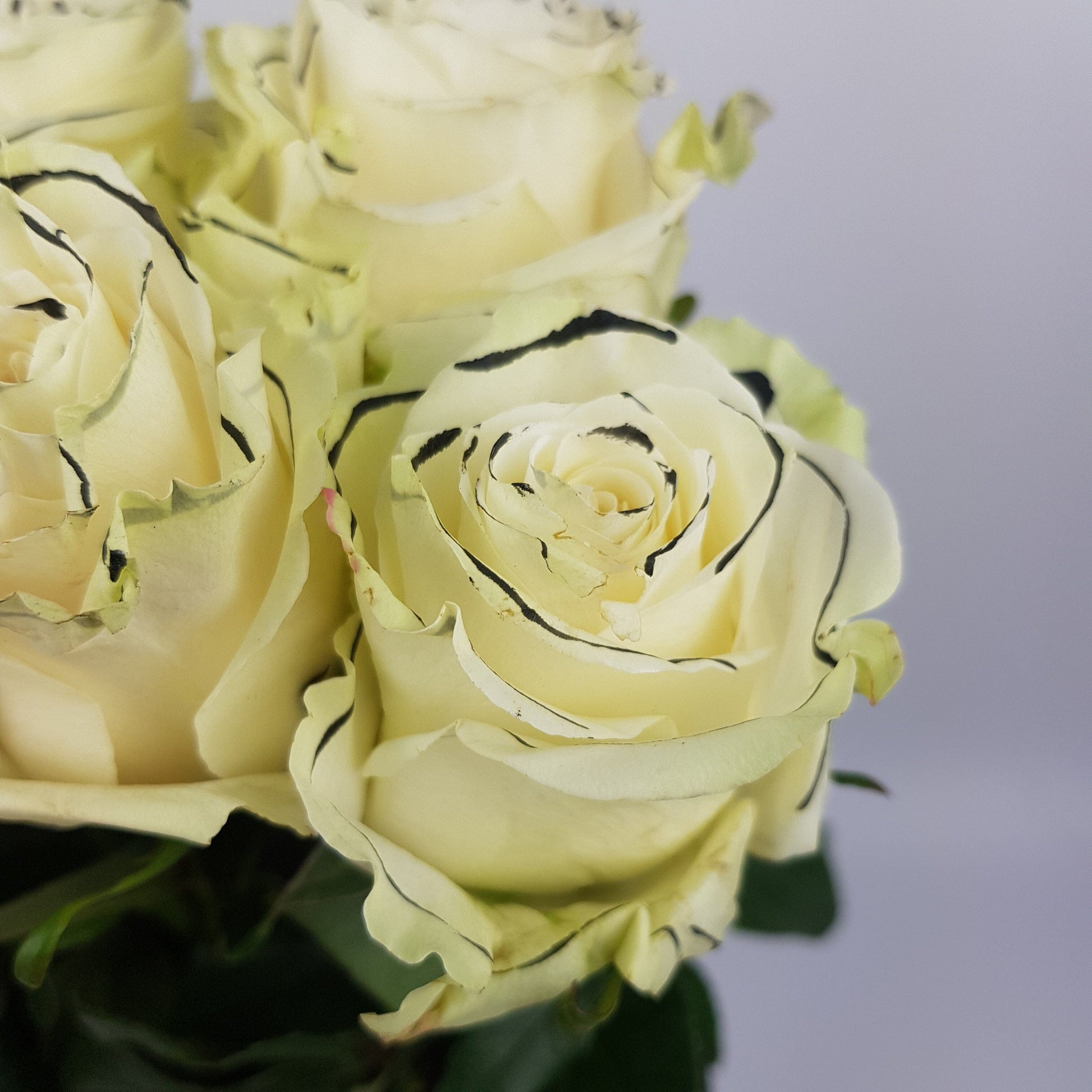 Rose Tinted 50cm - Black Outer Line (10 Stems) – Floristika.com.my