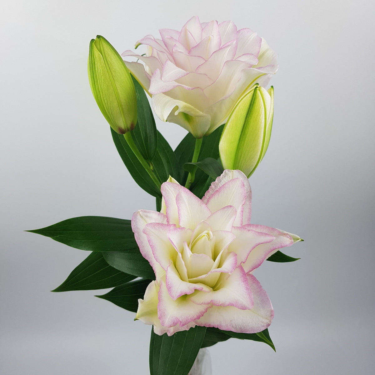Floristika.com.my Fresh Roselily Light Pink | Same-Day Delivery