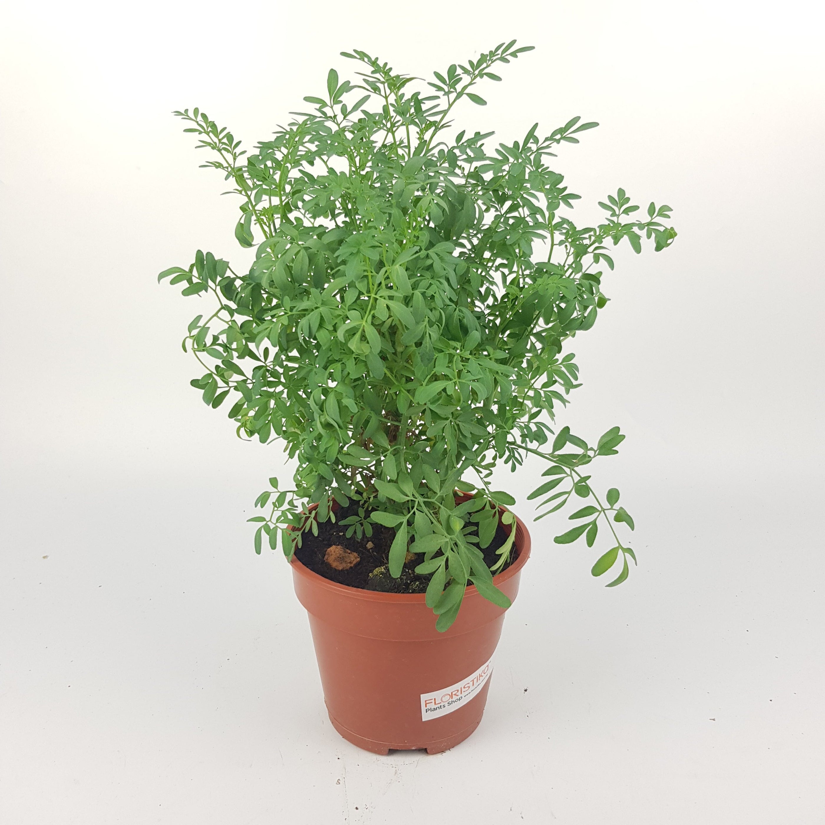 Shop Garuda Plant | Premium Quality Plants for Sale