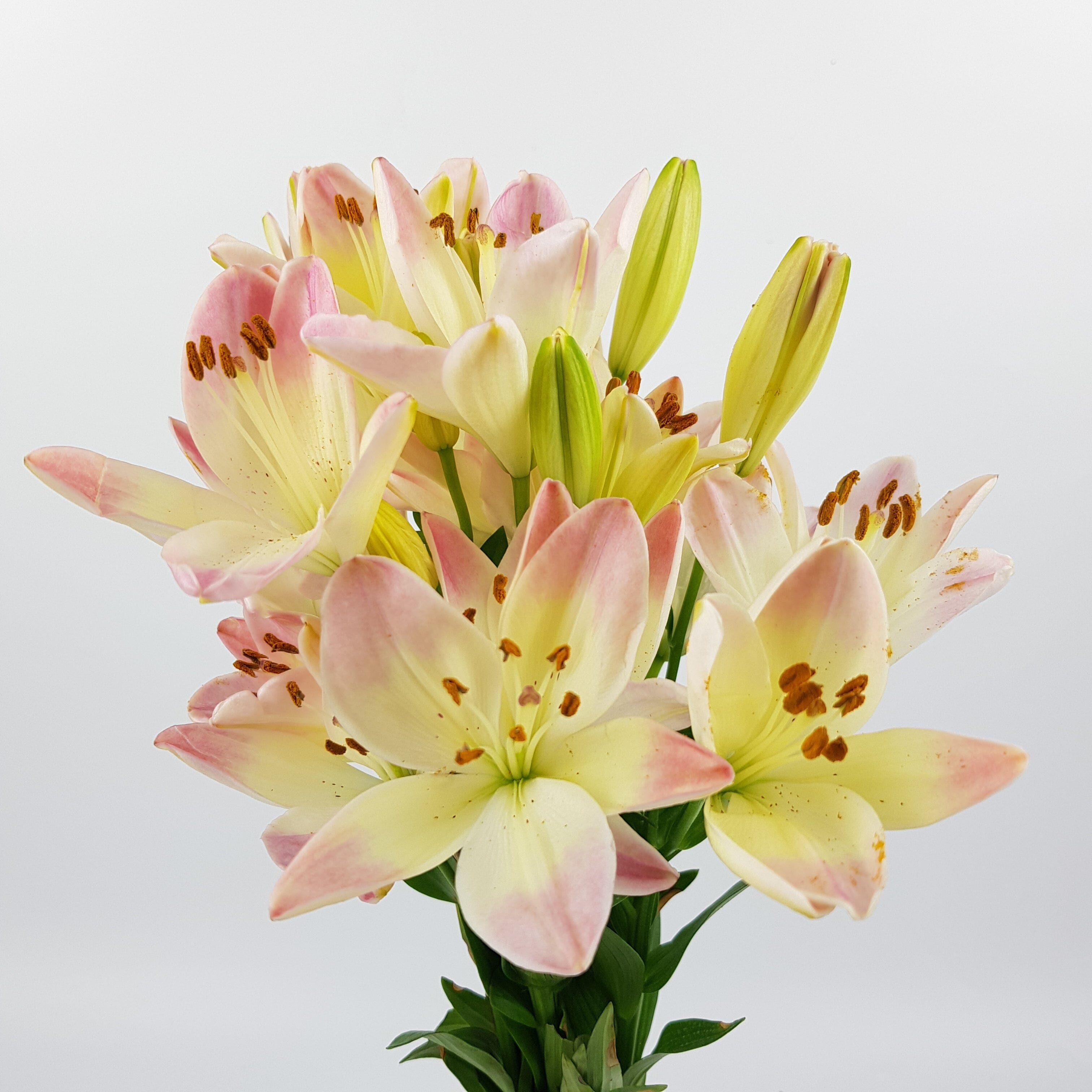 Fresh Cut Lily Pink | Floristika.com.my