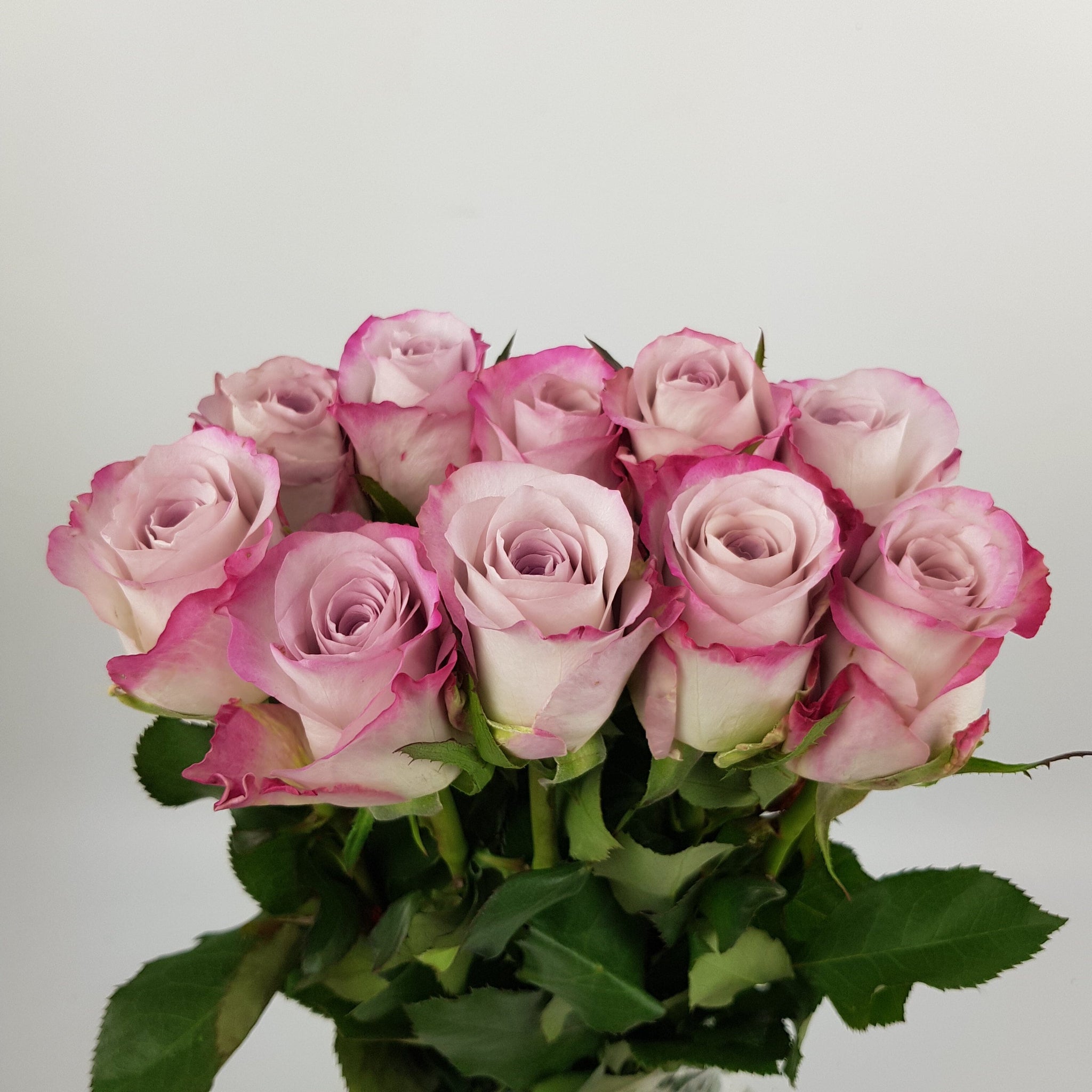 Wholesale Fresh Cut Roses with Convenient Delivery - Floristika