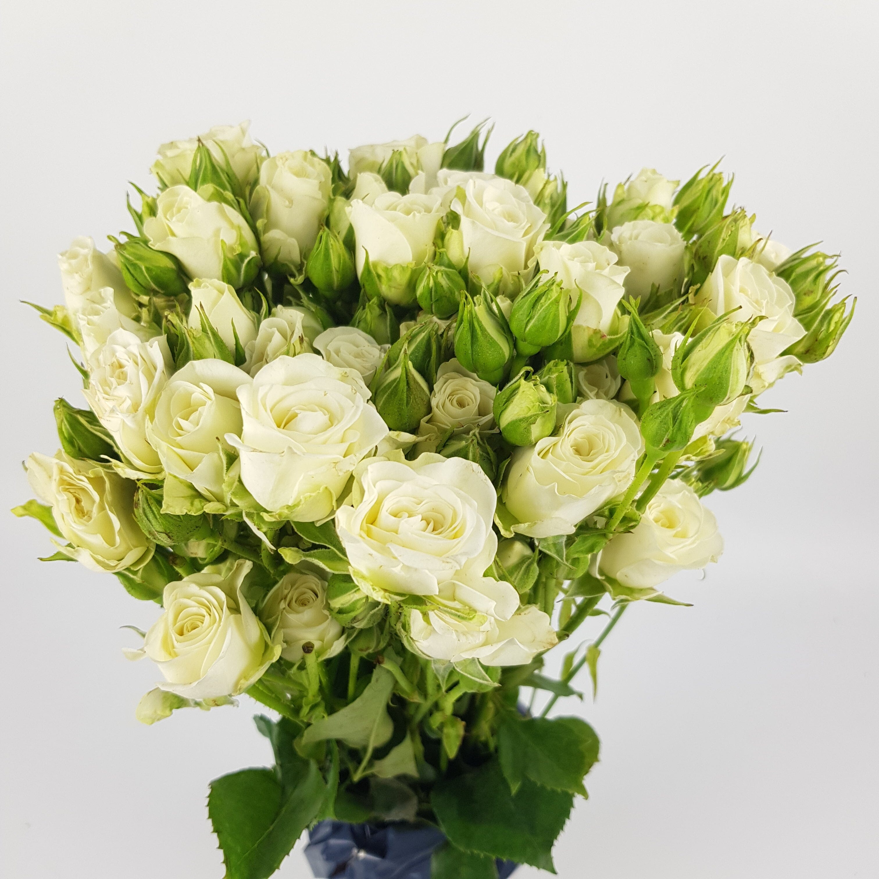 Rose Spray Snow Bubble 40cm - White (10 Stems) – Floristika.com.my
