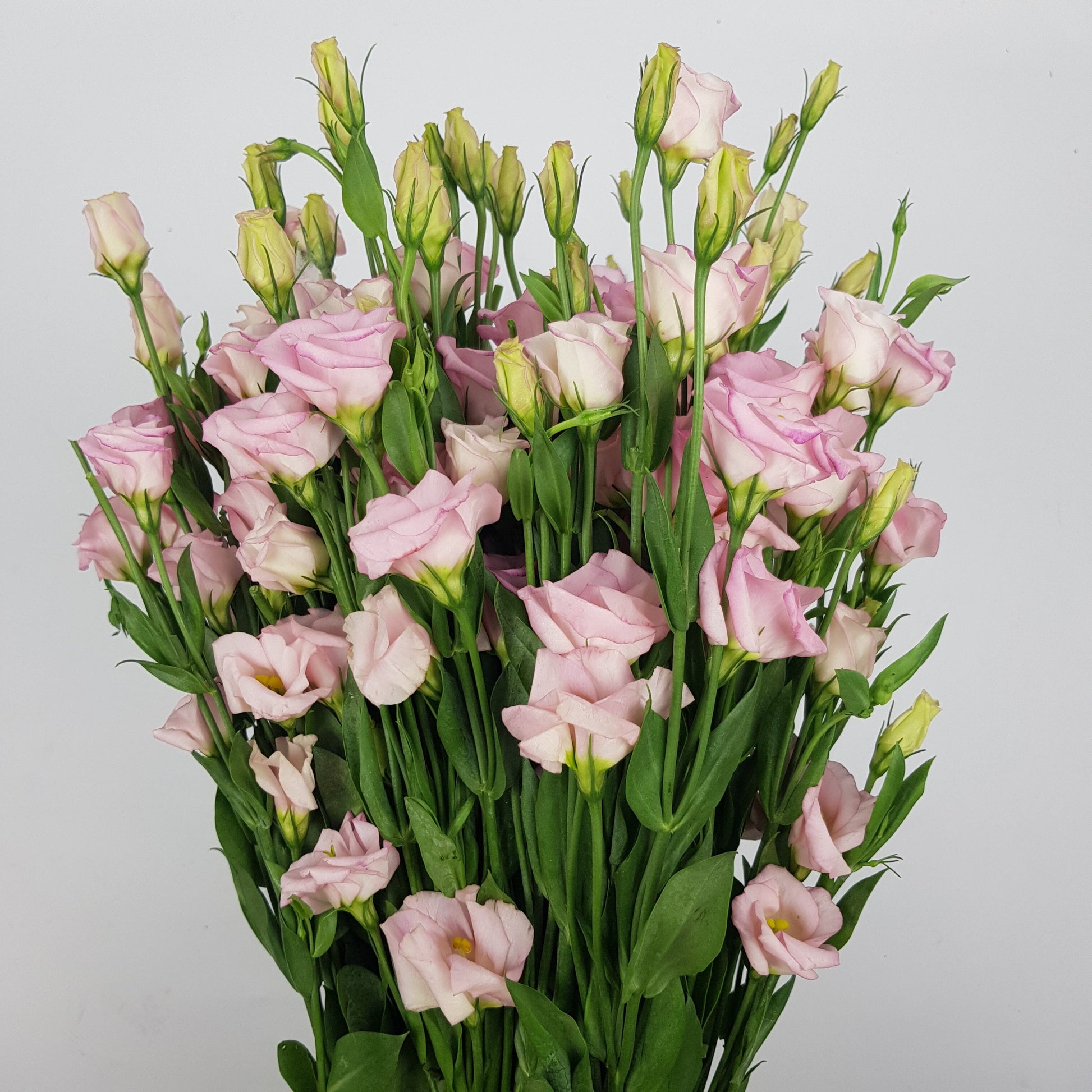Eustoma Mini - Light Pink – Floristika.com.my