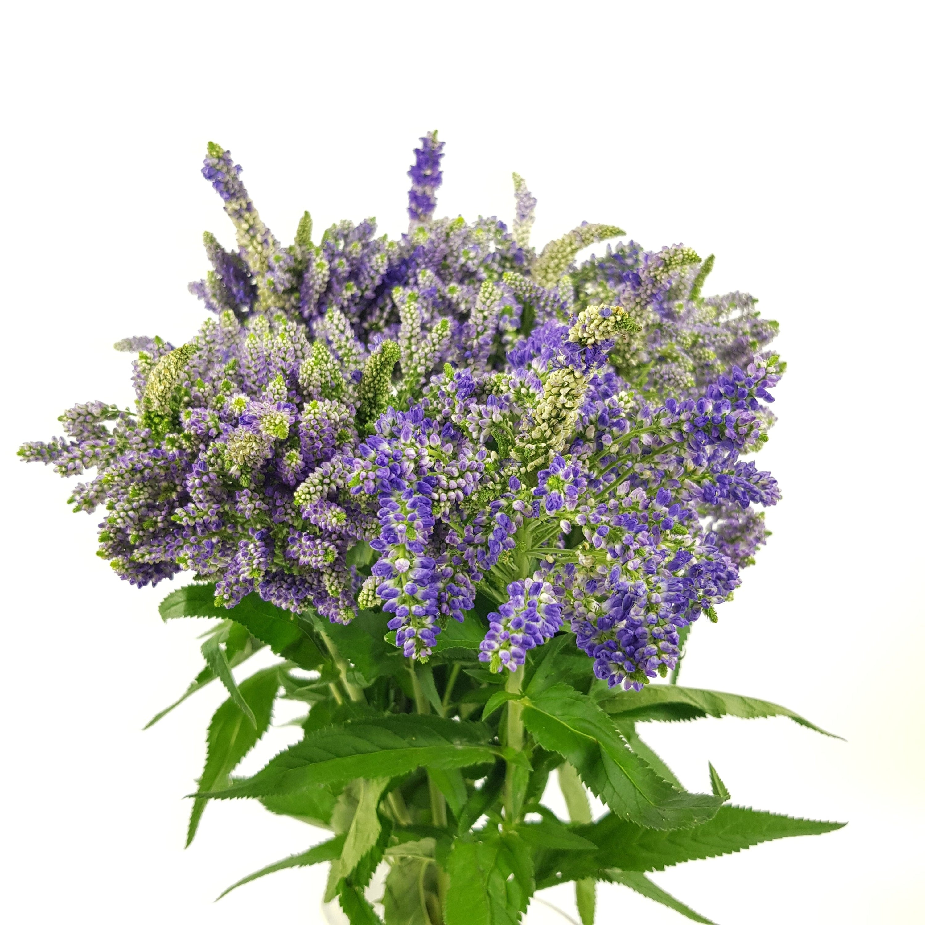 Fresh Cut Flowers Veronica | Floristika Bangsar