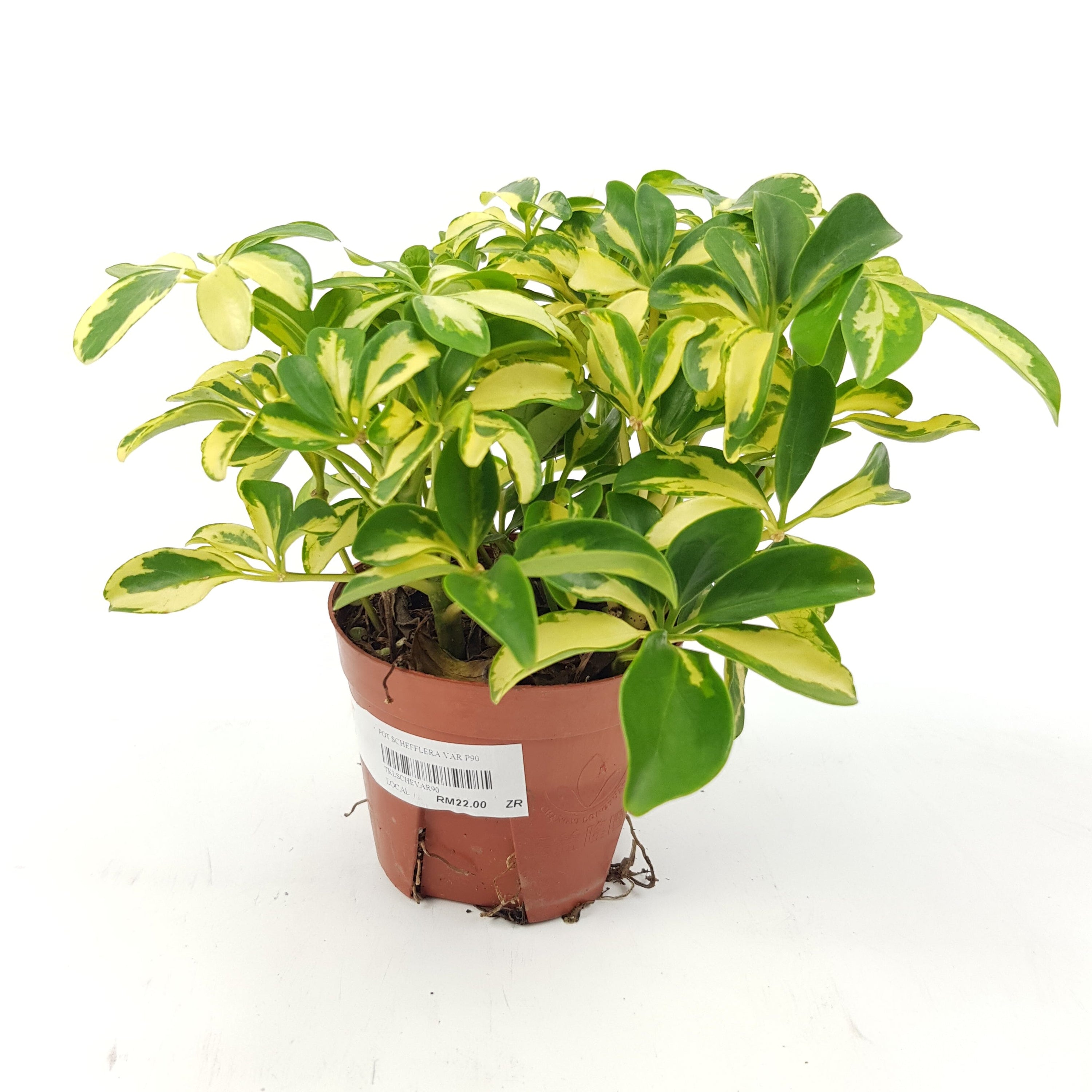 Schefflera Variegated (P90)