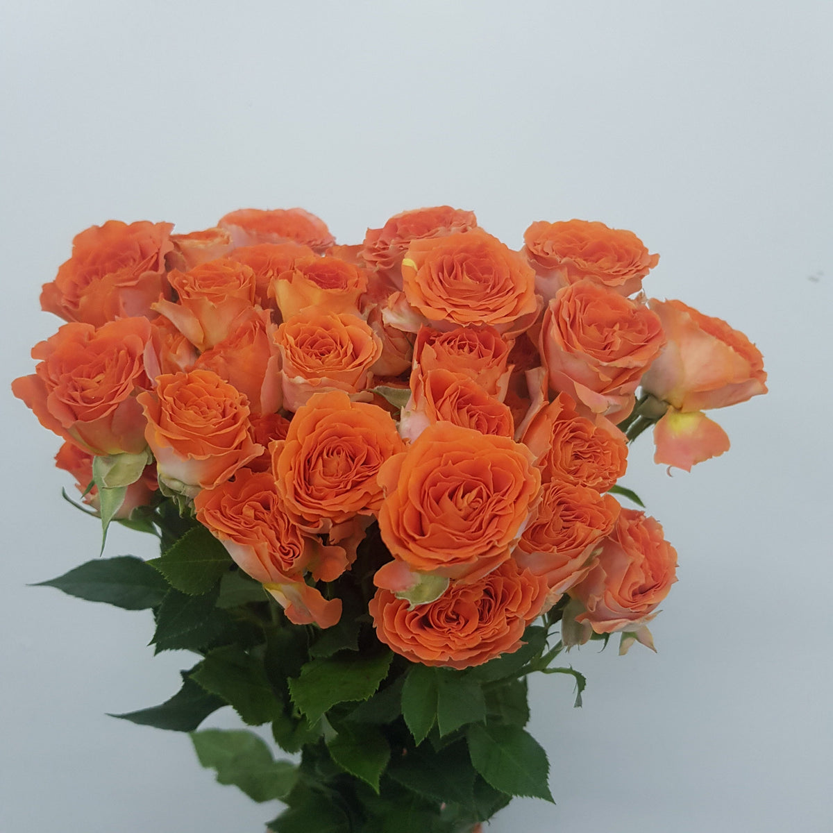 Rose Spray (Imported) - Orange [10 Stems]