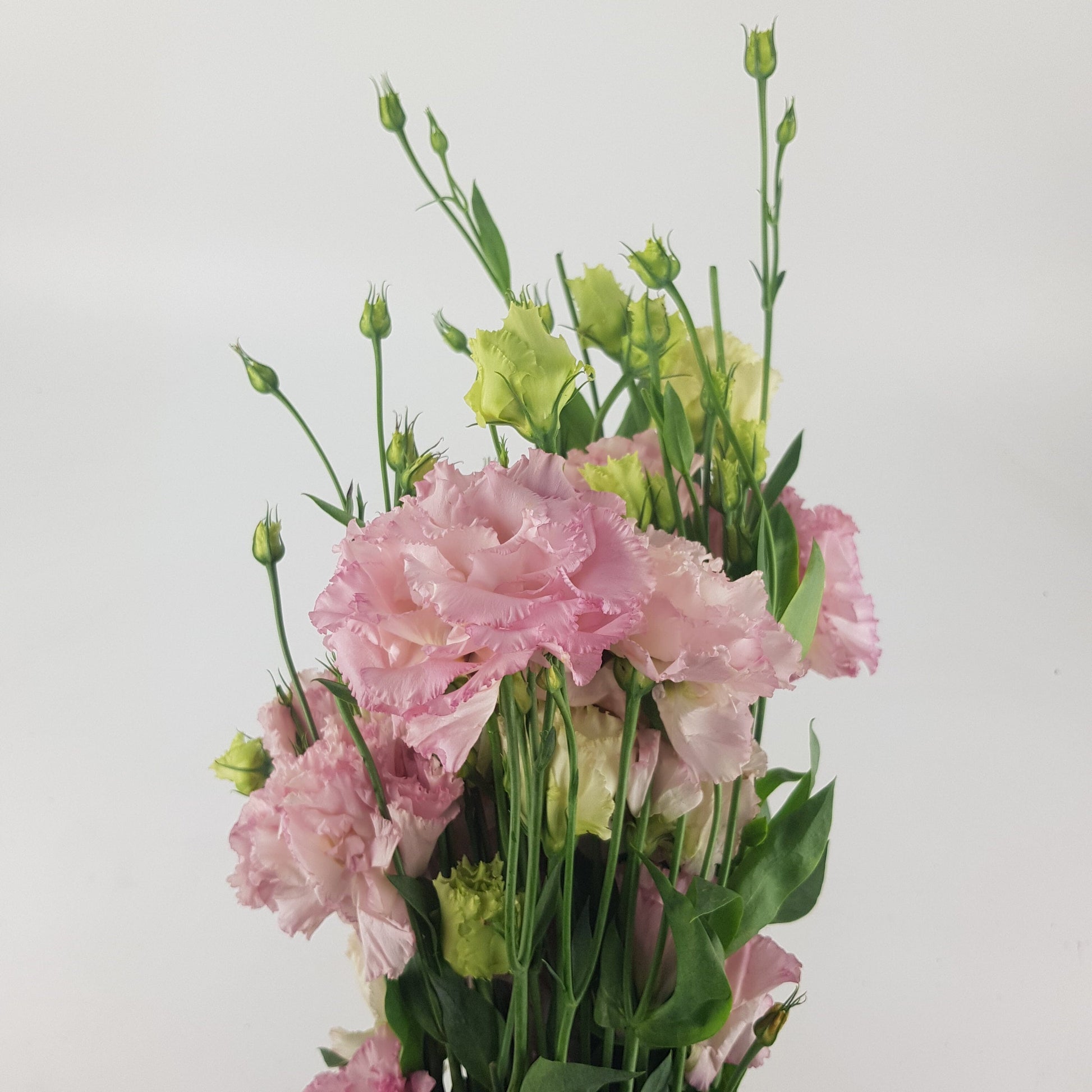 Eustoma - Pink – Floristika.com.my