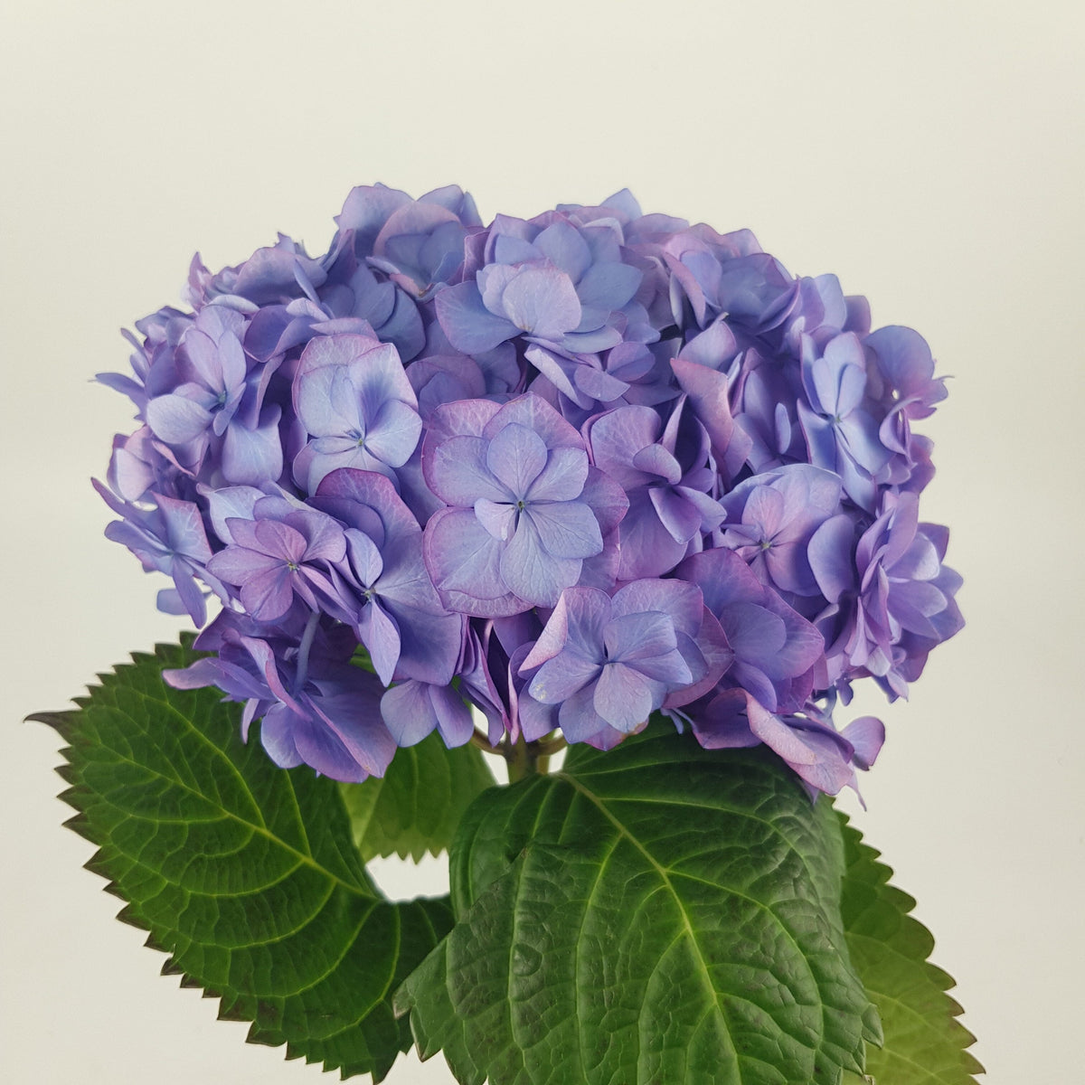 Hydrangea My Beautiful Riviera (Imported) - 2 Tone Purple Blue