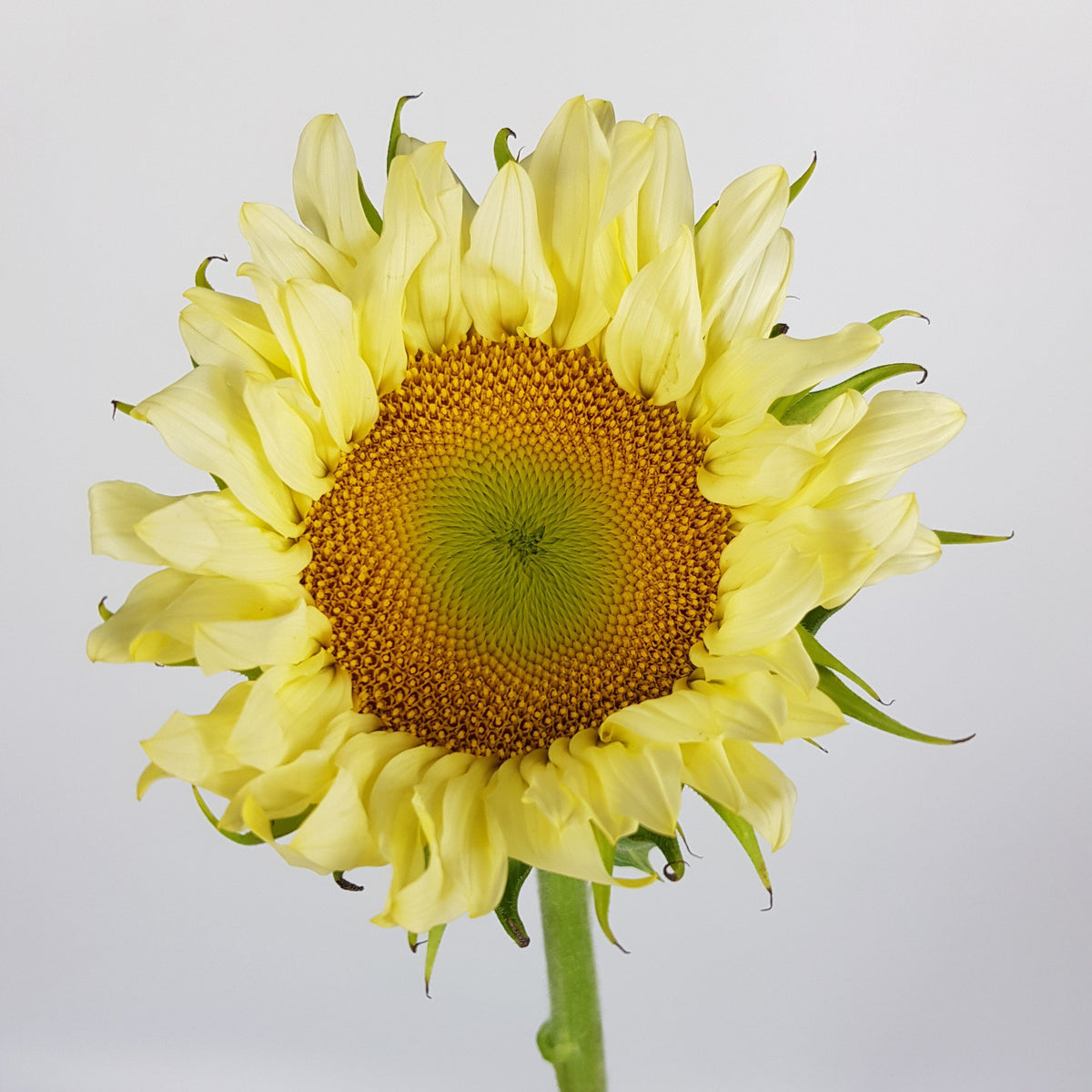 Wholesale Fresh Cut Sunflowers Malaysia | Floristika.com.my