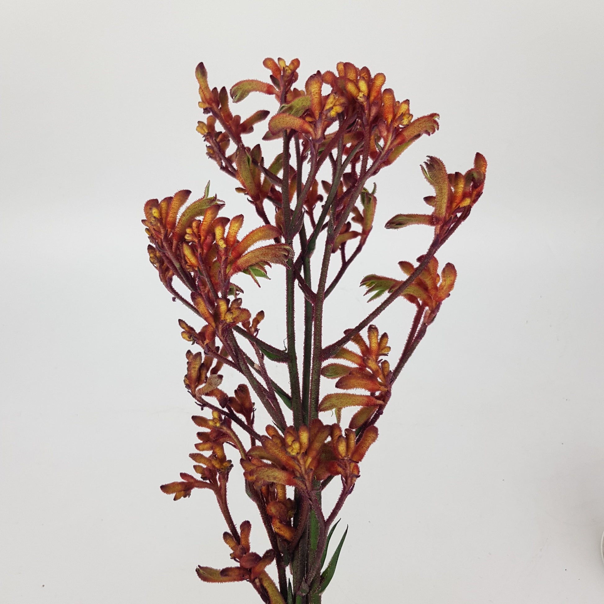 Kangaroo Paws/Anigozanthos - Orange – Floristika.com.my