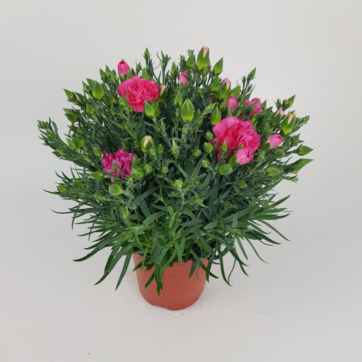 Pot Carnation (China) P150 - Assorted Colours – Floristika.com.my
