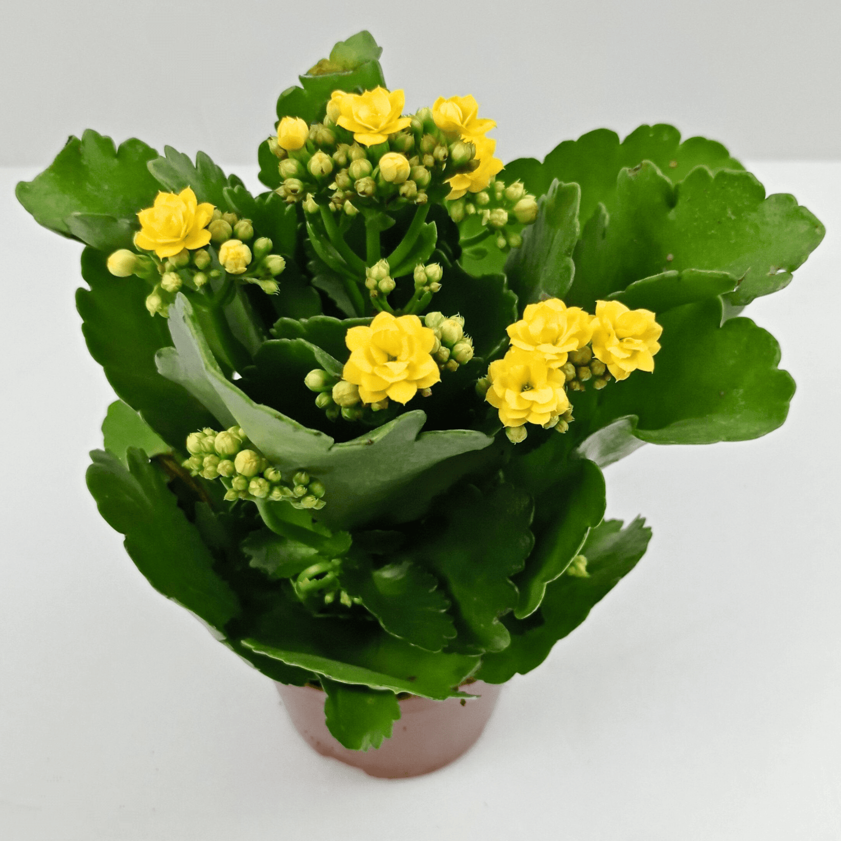 Kalanchoe - Pot 10.5cm – Floristika.com.my