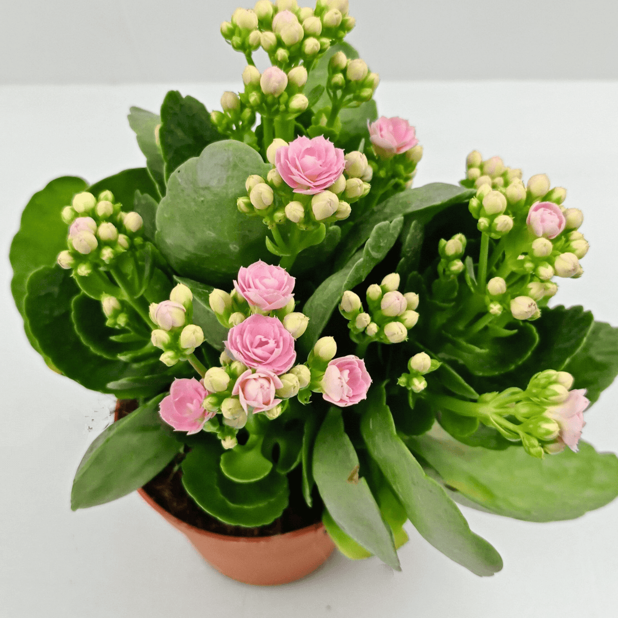 Kalanchoe - Pot 10.5cm – Floristika.com.my
