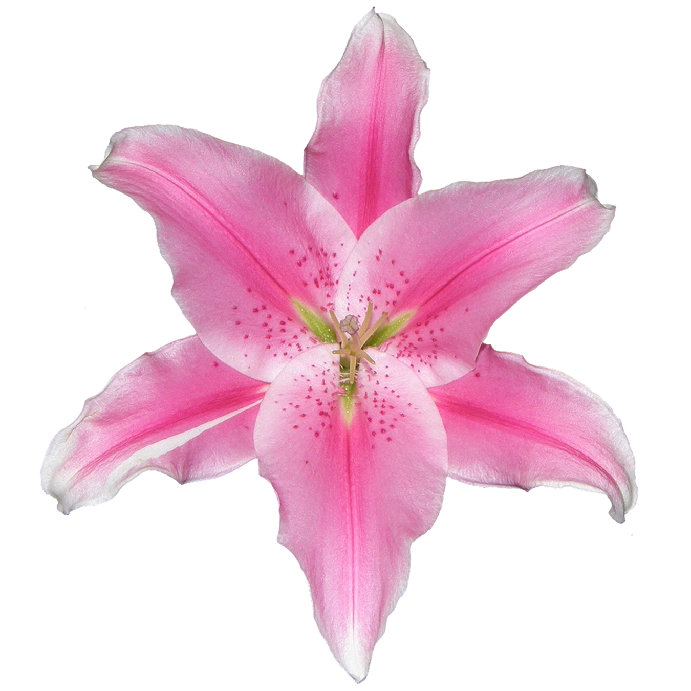 Wholesale Fresh Cut Flowers and Plants | Floristika.com.my