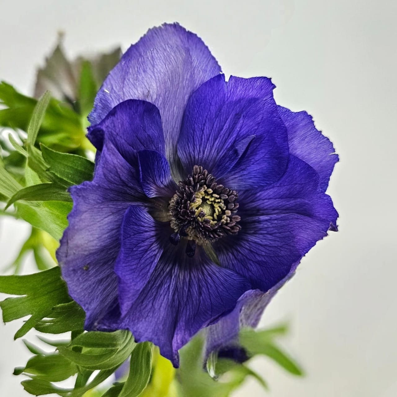 Purple Anemone Fresh Cut Flowers | Floristika