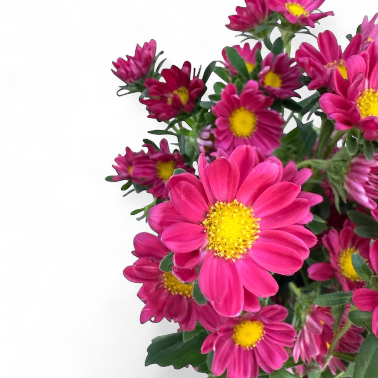 Pink Aster Flowers – Elegant Fresh Blooms for Bouquets & Décor ...
