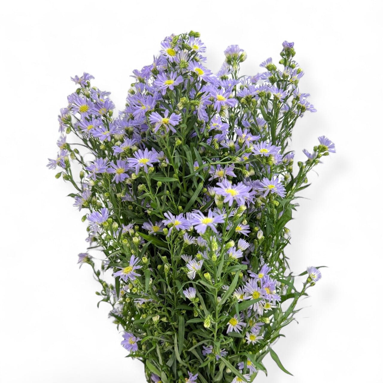 Fresh Aster Flowers – Colorful Blooms for Bouquets & Décor – Floristika ...