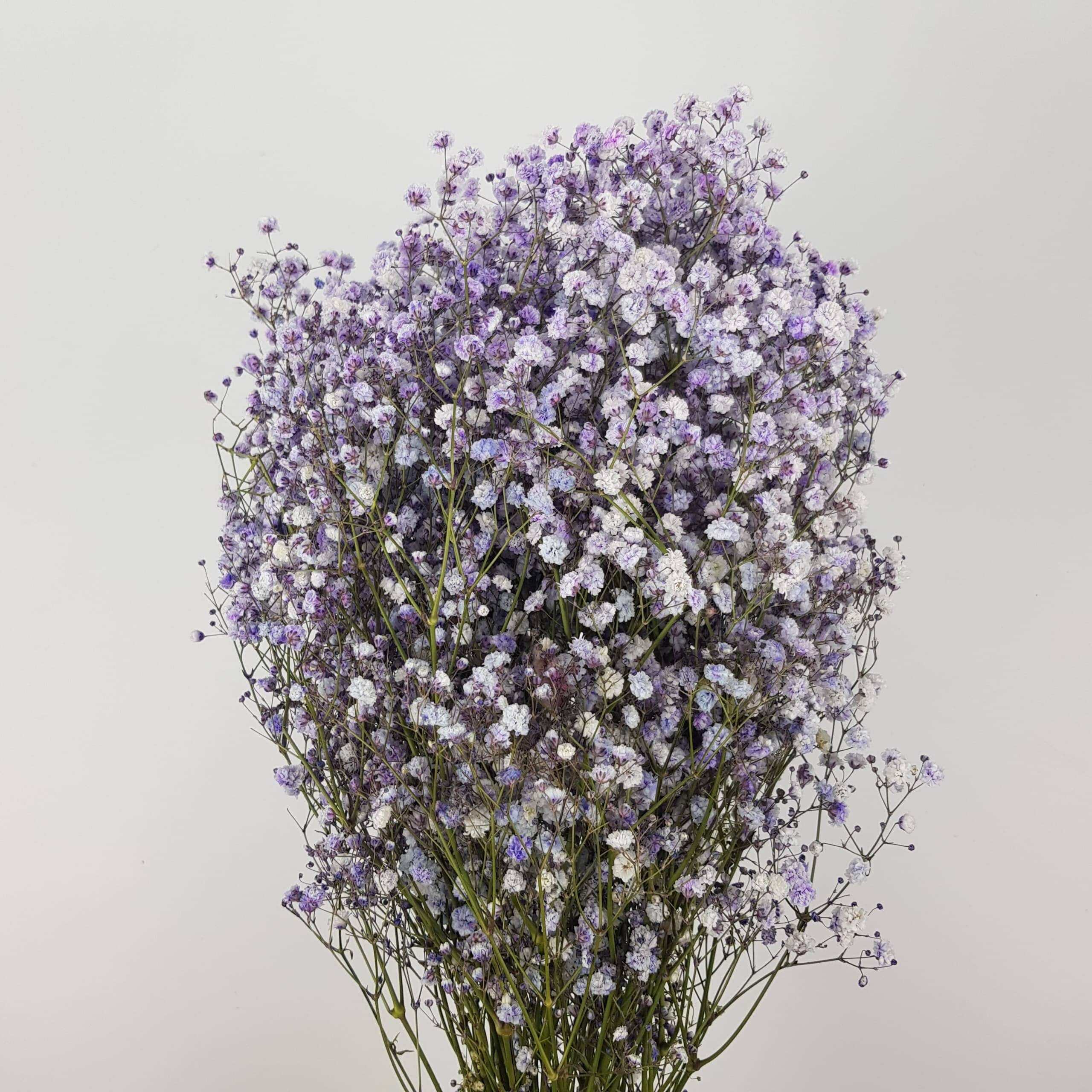 Fresh Flowers Baby's Breath | Floristika Bangsar