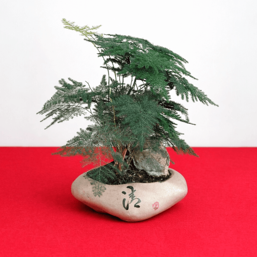 CNY GF12 Shan Ye Potted Plant | Floristika – Floristika.com.my