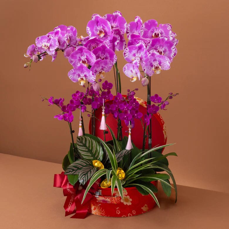 Chinese New Year Orchids for Gifting | Far East Flora – Floristika.com.my
