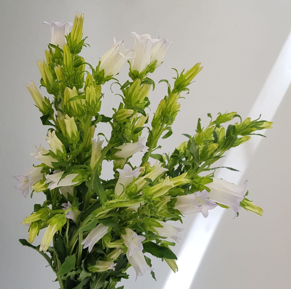 Fresh Cut Saponaria /Soapwort Flower | Floristika.com.my