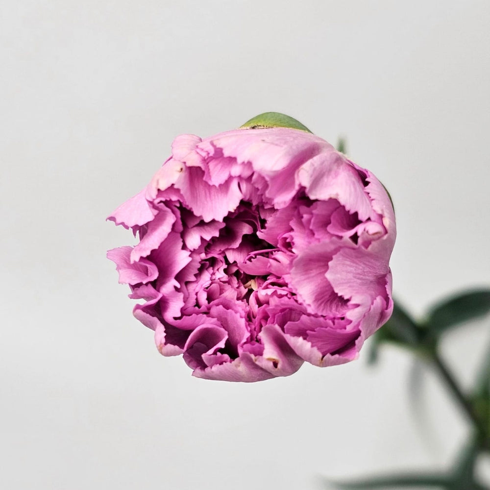 Pink Carnation Fresh Flowers | Floristika – Floristika.com.my