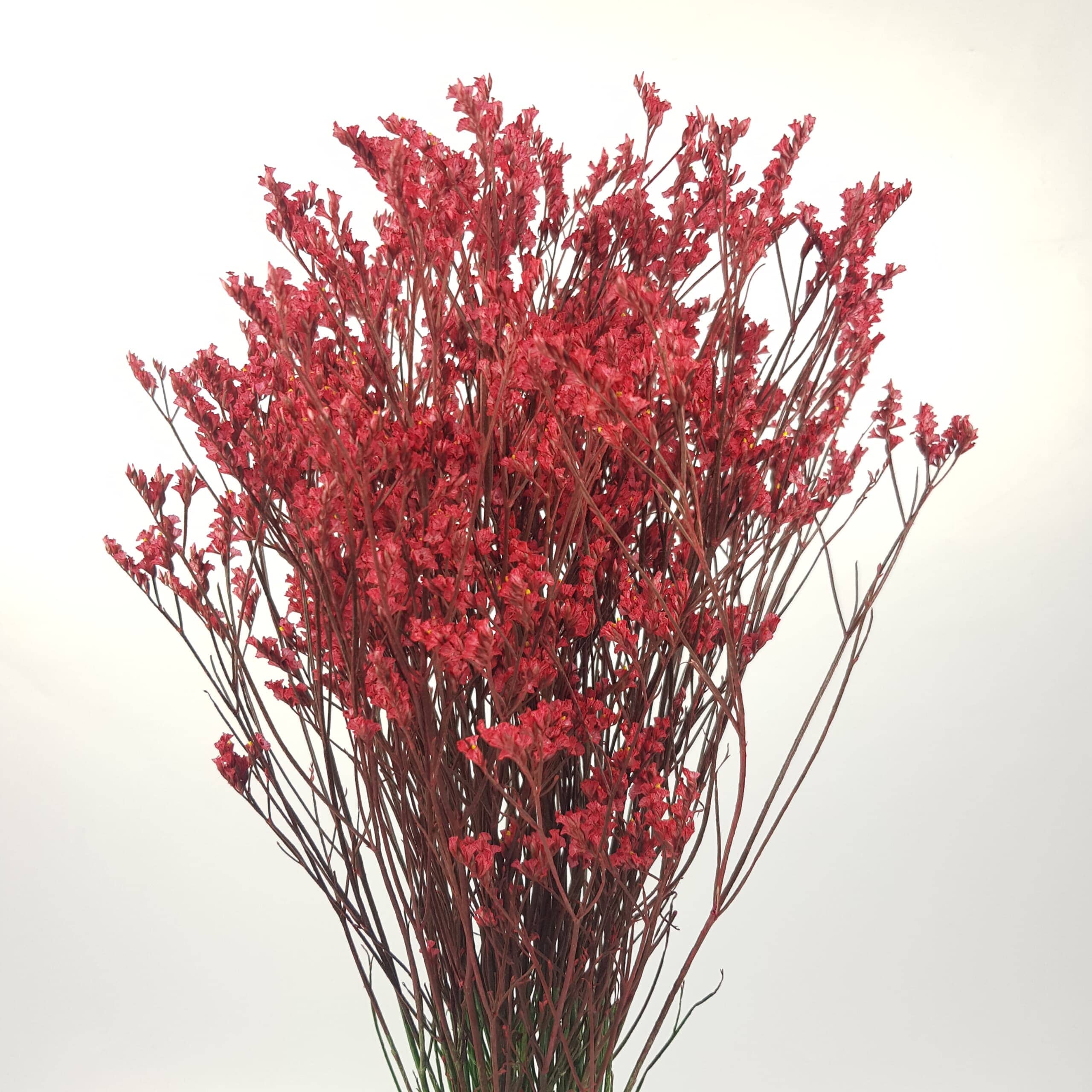 Casphia (Imported) - Light Pink | Floristika.com.my