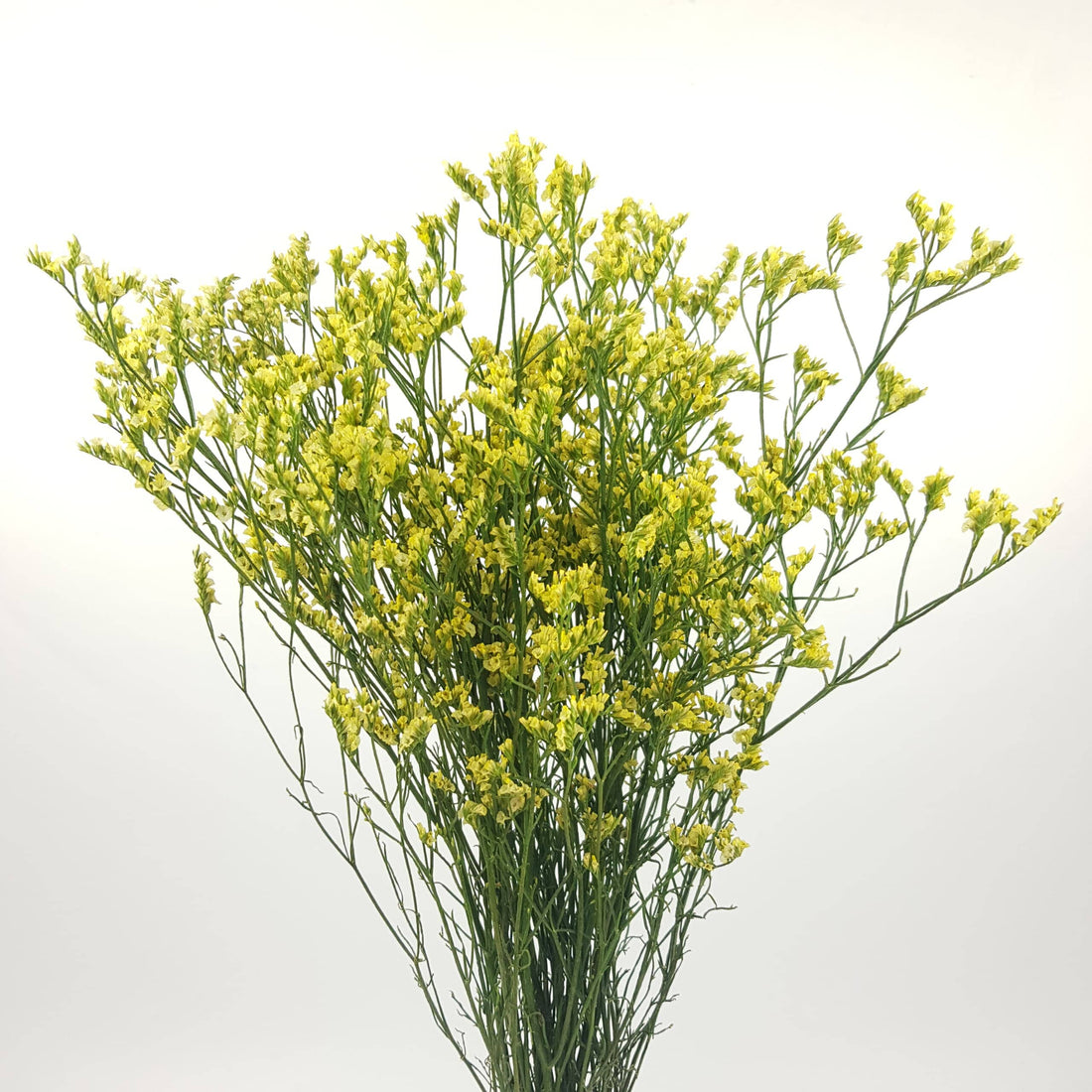 Casphia (Imported) - Light Pink | Floristika.com.my