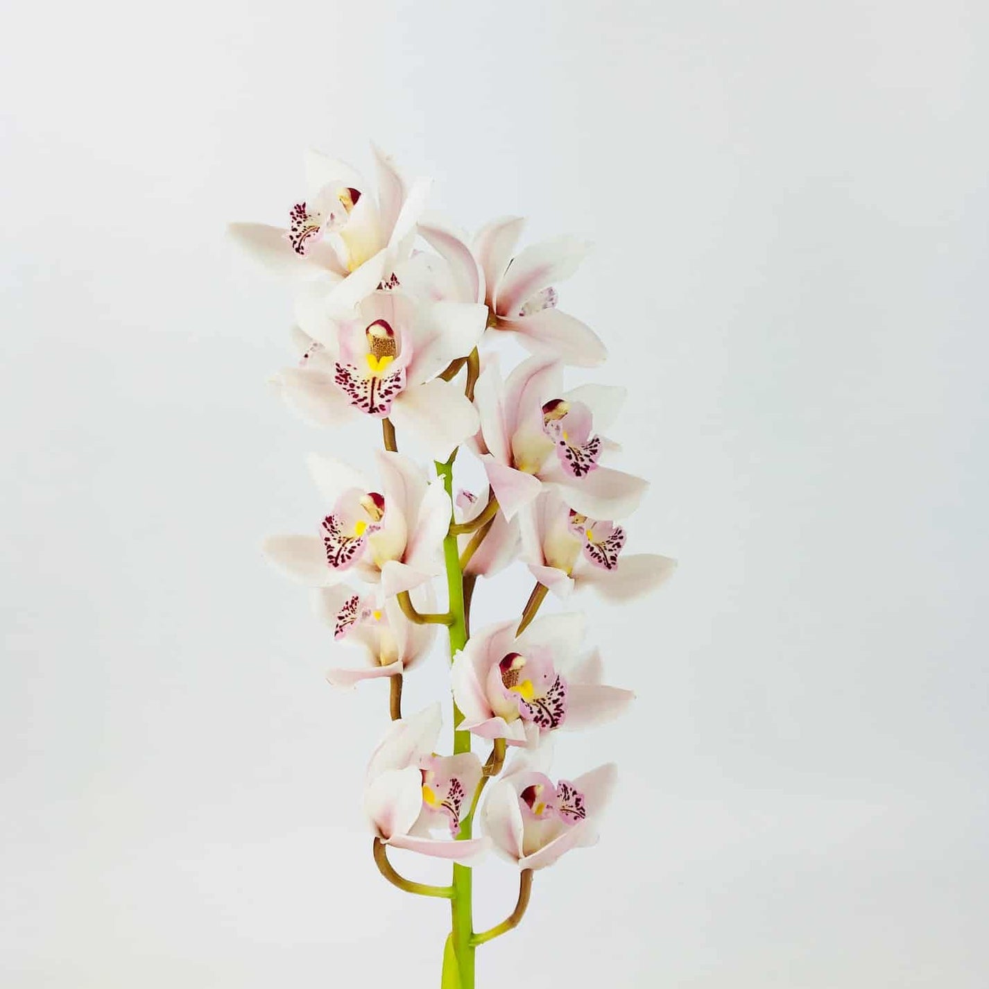 Cymbidium Mini - White (45cm) – Floristika.com.my