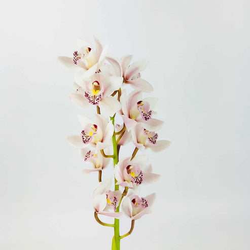 Cymbidium Mini - White (45cm) – Floristika.com.my