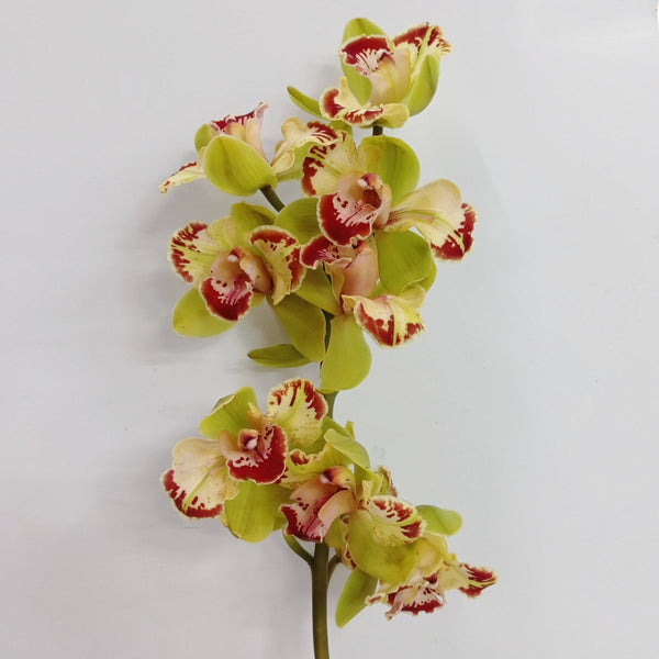 Cymbidium Mini - Green – Floristika.com.my