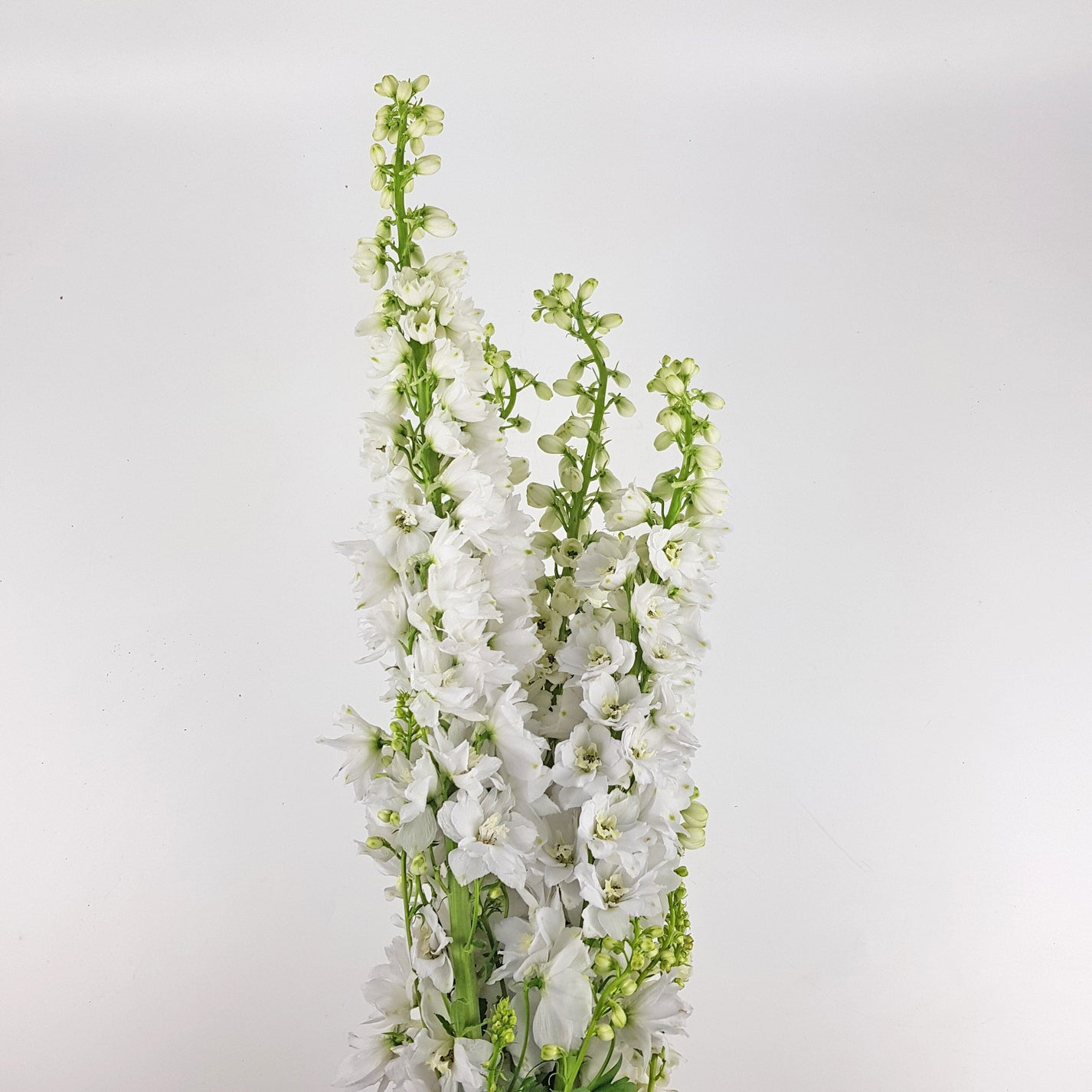 Delphinium Belladonna | Buy Fresh Cut Flowers – Floristika.com.my