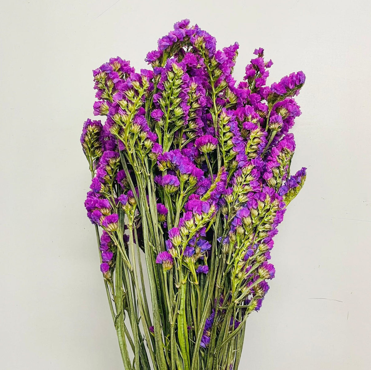 Dried Statice - Shocking Pink – Floristika.com.my