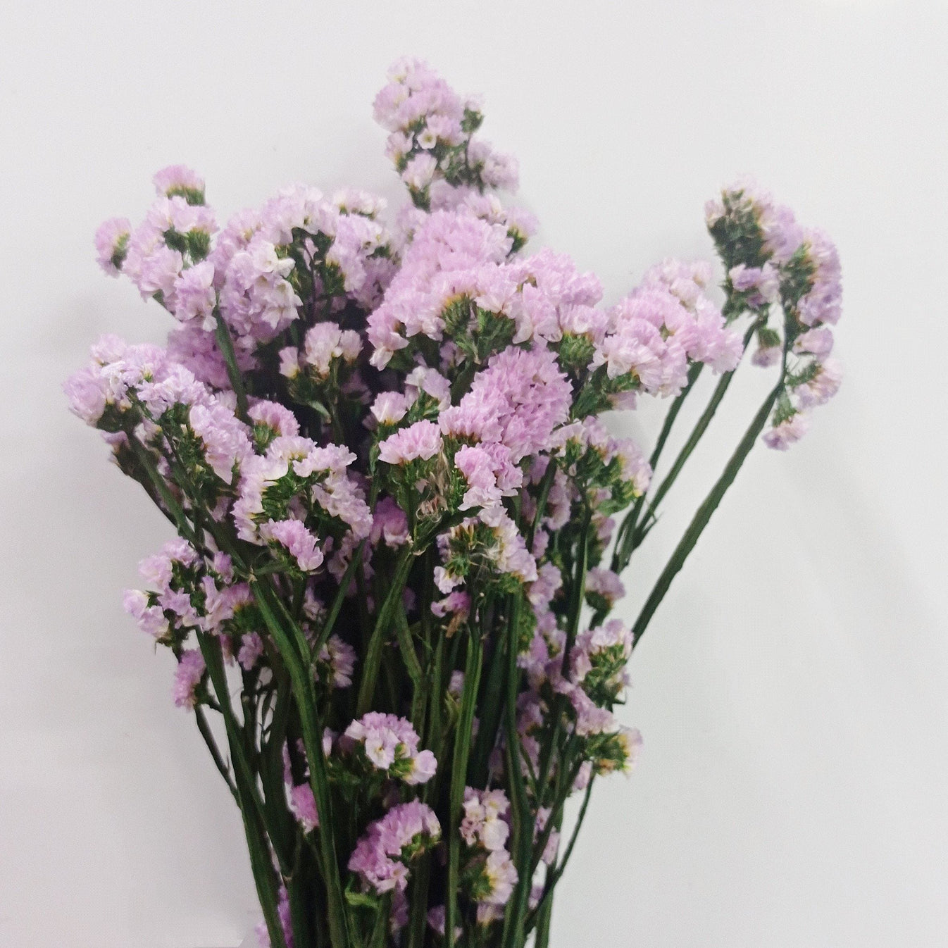 Dried Statice - Pink – Floristika.com.my