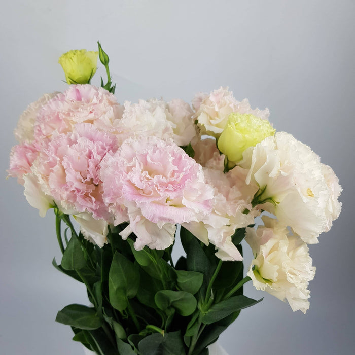 Fresh Eustoma Wholesale - Shop at Floristika.com.my Now