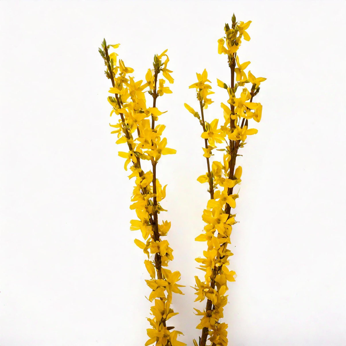 Fresh Cut Forsythia Branches | Online Florist Malaysia – Floristika.com.my