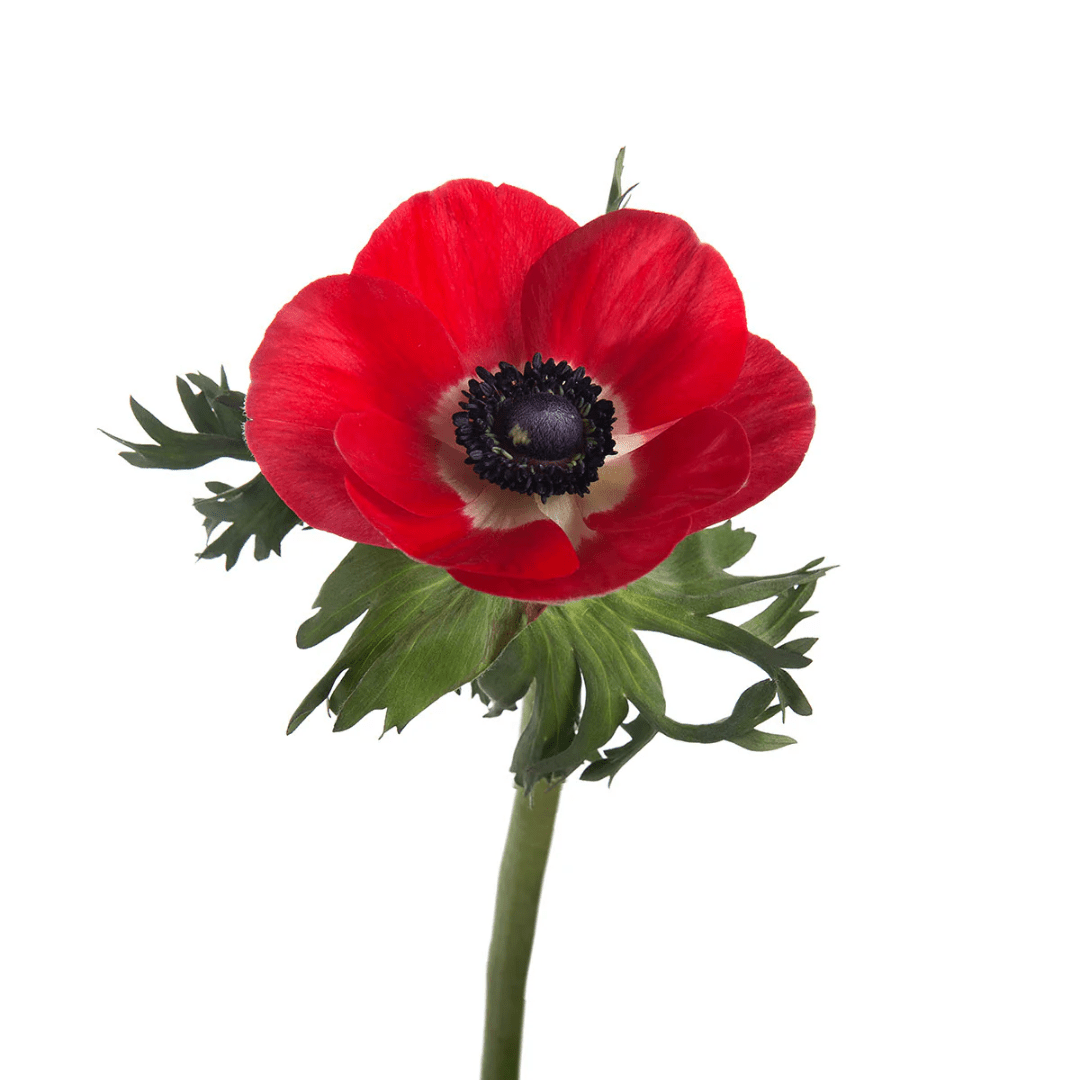 Multicolour Anemone Fresh Cut Flowers | Floristika
