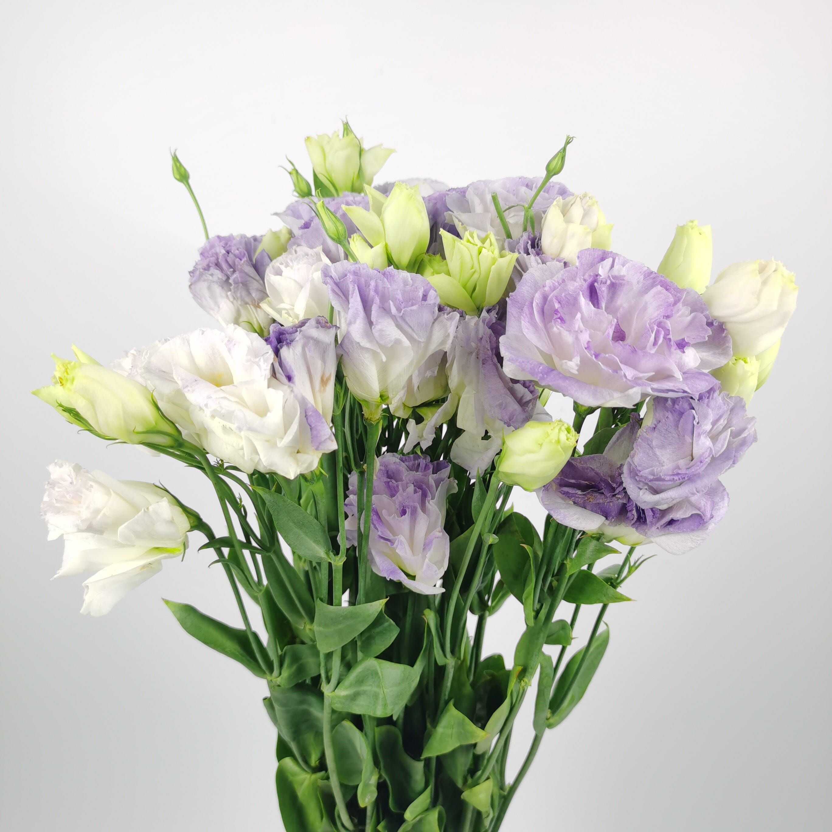 The Finest Fresh Cut Eustoma Flowers for Every Occasion