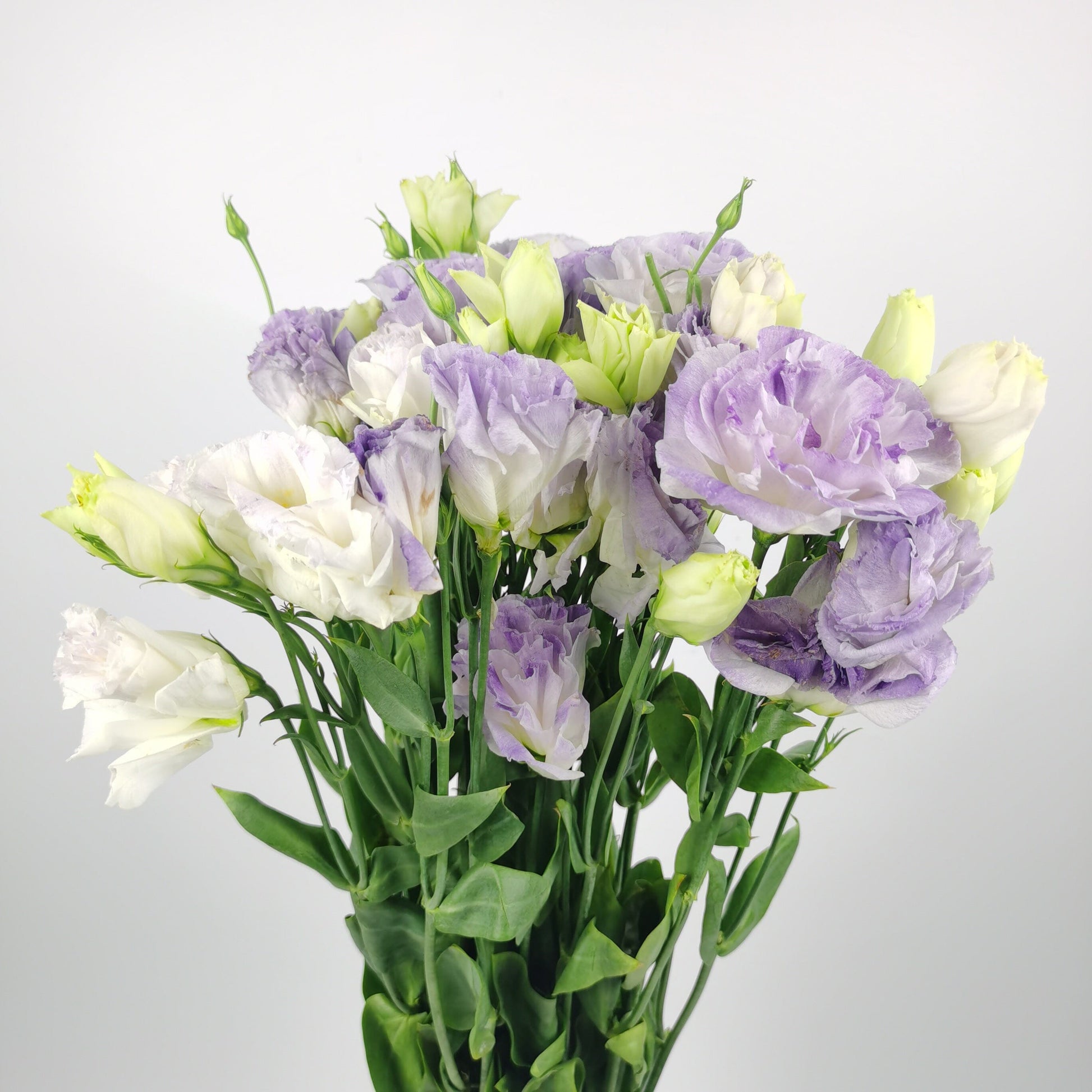 The Finest Fresh Cut Eustoma Flowers for Every Occasion – Floristika.com.my