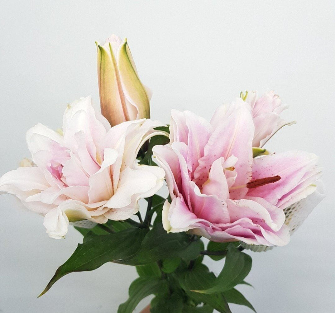 Lily Flower Malaysia | Fresh Lily Flower At Wholesale Price