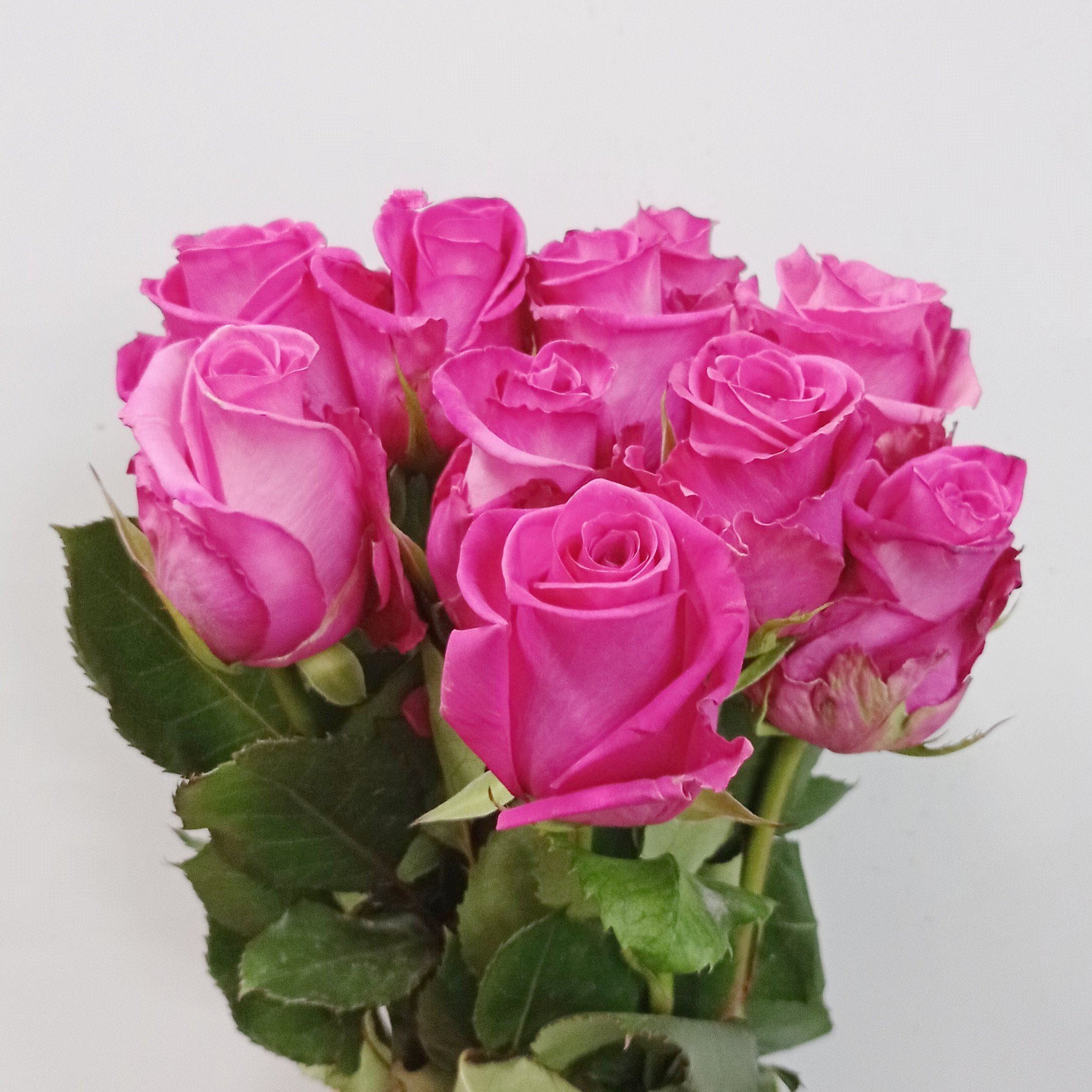 Fresh Rose Tanoshi Hot Pink - Limited Stock Available! – Floristika.com.my